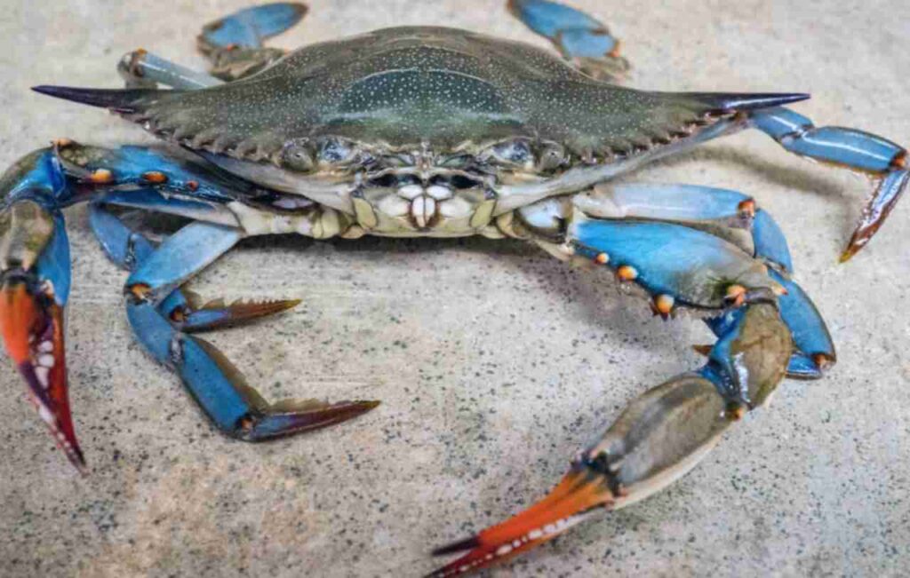 Granchio blu, si chiederà la dichiarazione di emergenza