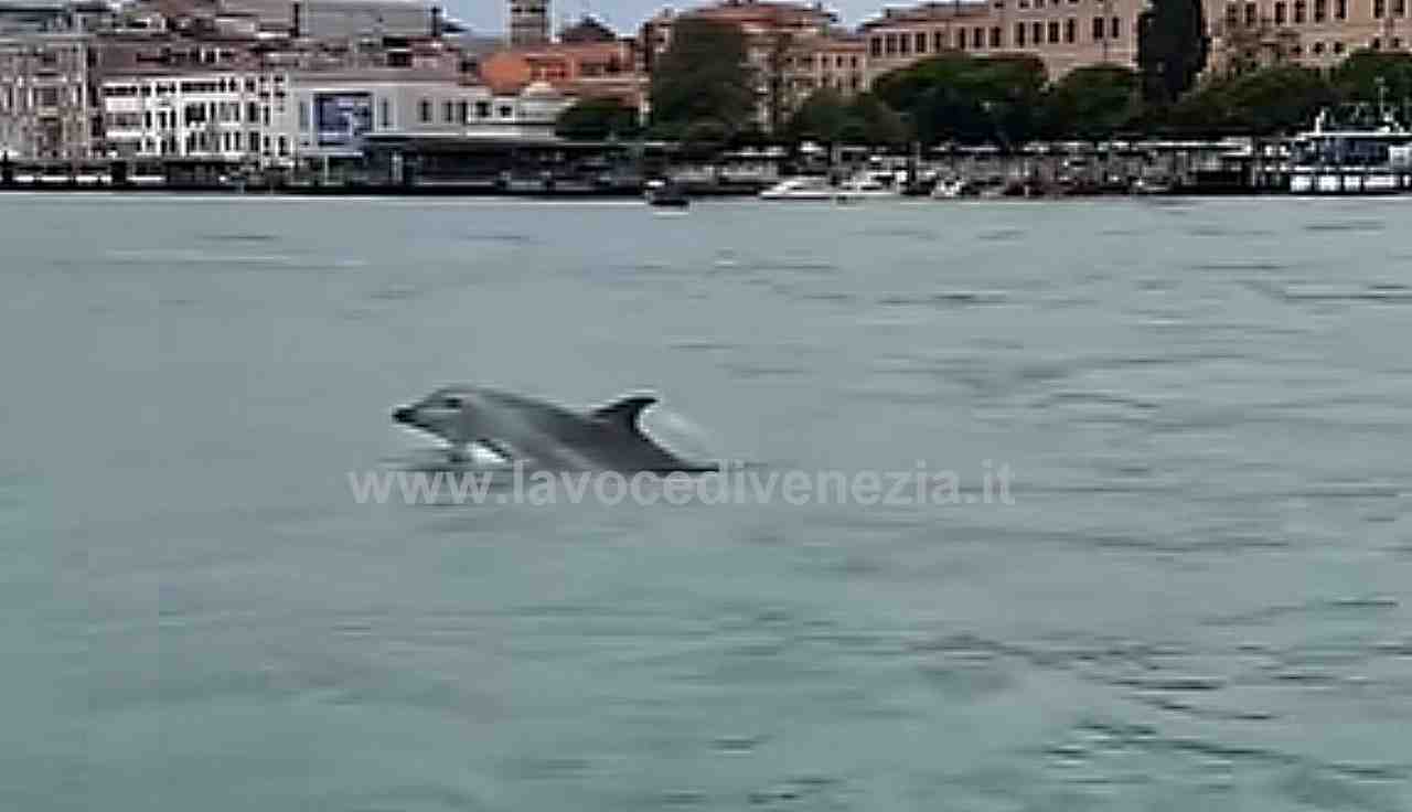 Il delfino di Venezia, 'Clodio', visto giocare tra le barche (il video ...