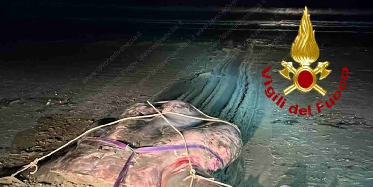 La Laguna di Venezia cambia, addio alle 'schie' ma ci sono specie tropicali