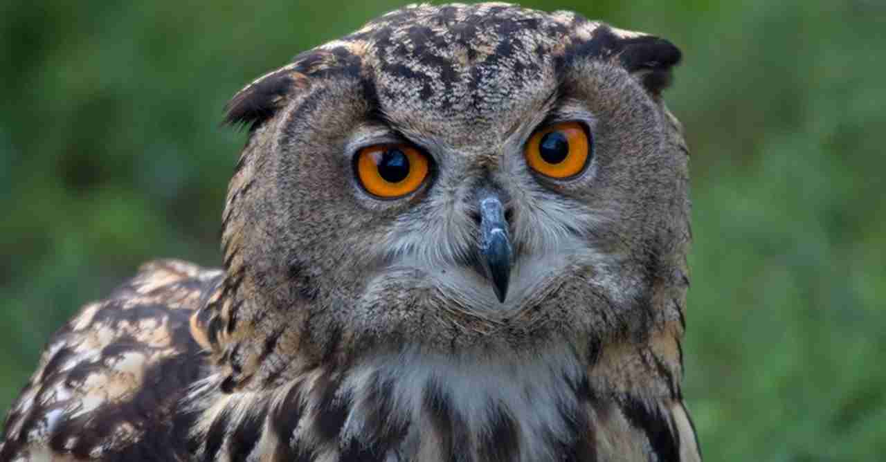 Selfie per turisti con il gufo vivo a Venezia, denunciato straniero