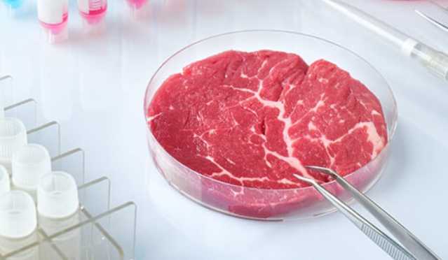 Carne coltivata, ora è 'no' per legge ma arrivano scontri in piazza Carne coltivata, ora è 'no' per legge ma arrivano scontri in piazza