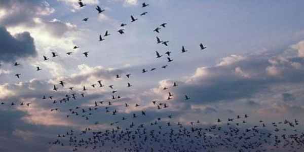 Voce del Verbo di oggi: Trascinare. 1a coniugazione, modo infinito. Di ...